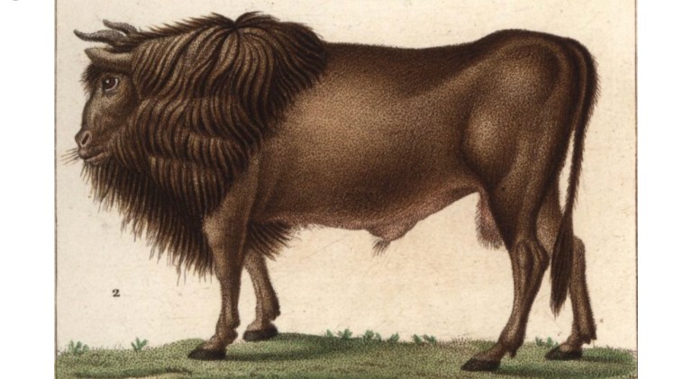 The REAL Story In The Stars Part 28: Taurus, The Bull. – Emmaus Road ...