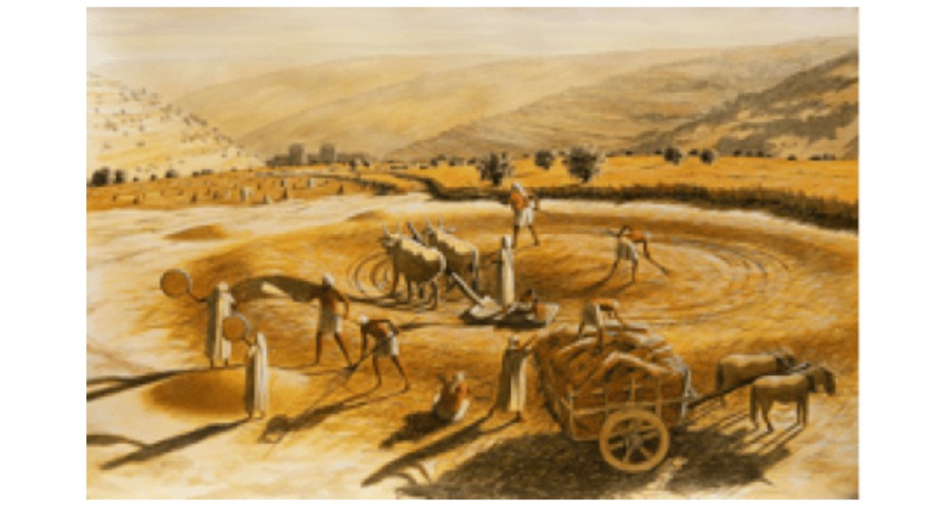 Story Of Ruth Part 7: The Threshing Floor – Emmaus Road Ministries