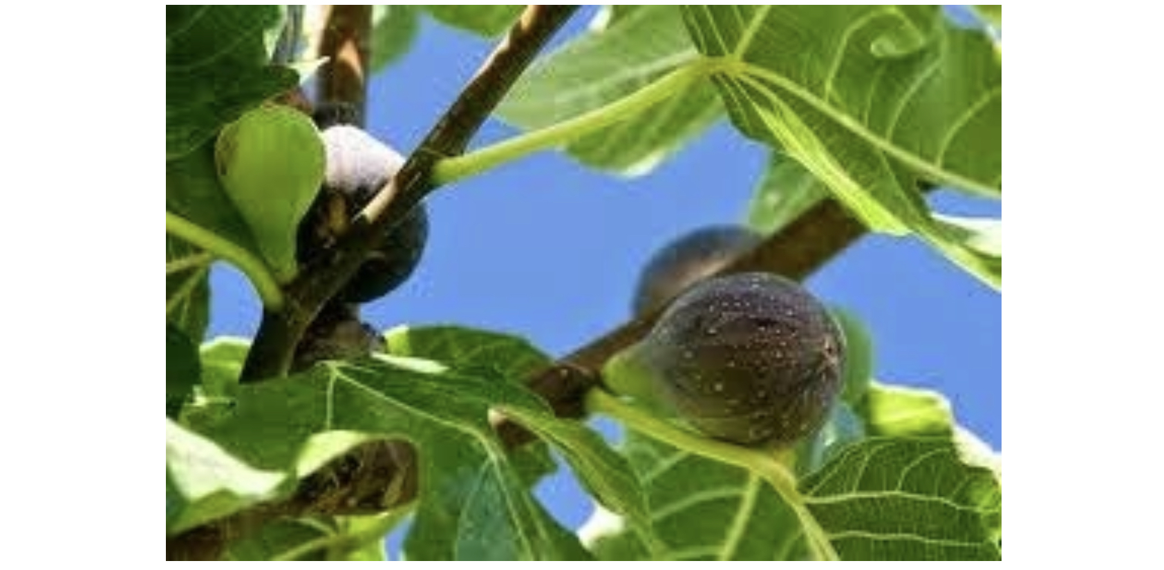 A Fig Tree In My Vineyard!: Tree Series Part 7 – Emmaus Road Ministries